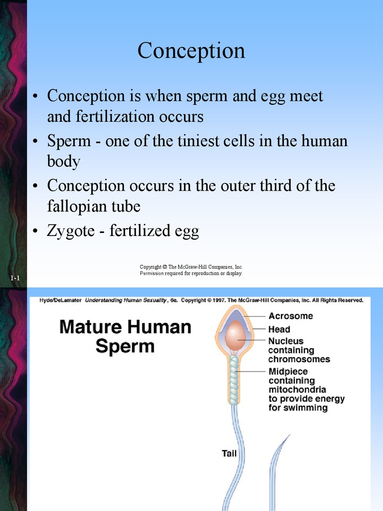 Conception: Required For Reproduction or Display | PDF | Childbirth | Fetus