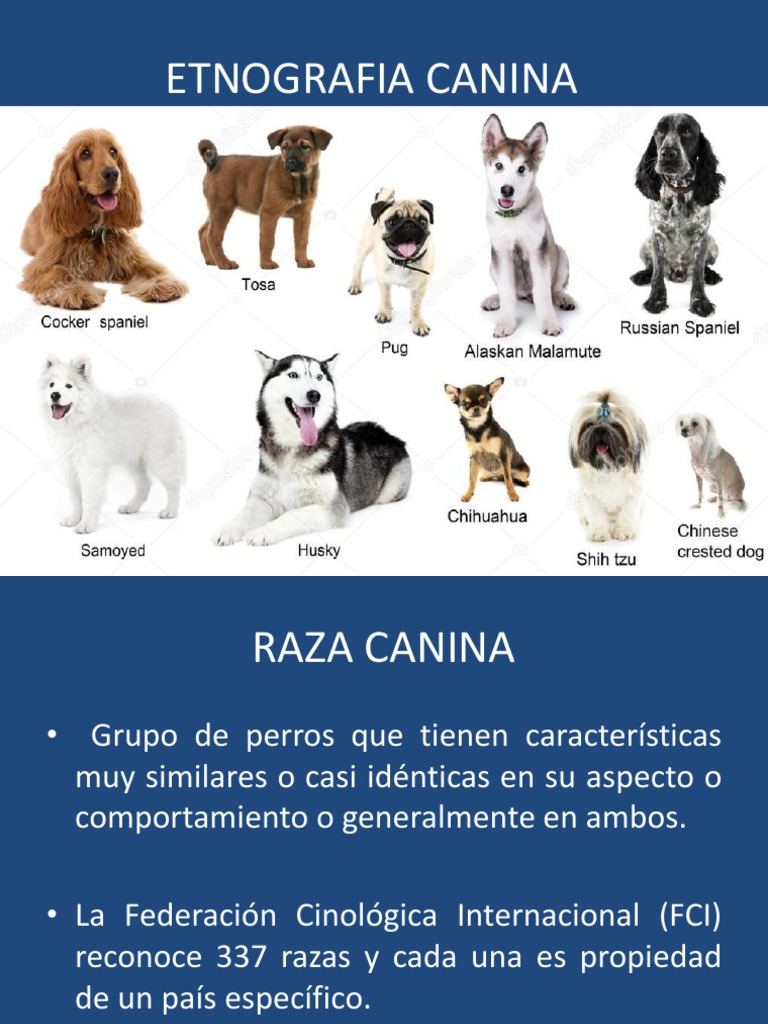 Etnografia Canina | PDF | Razas de perros | Perros