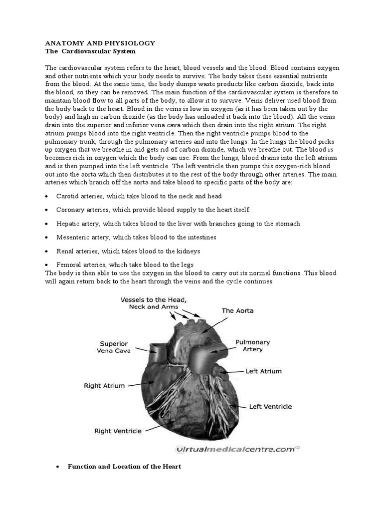 Anatomy and Physiology | PDF | Heart Valve | Heart