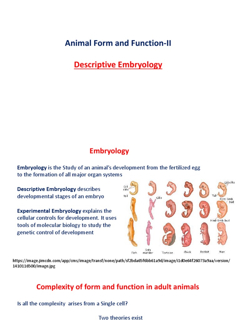 Overview of Descriptive Embryology | PDF | Fertilisation | Egg