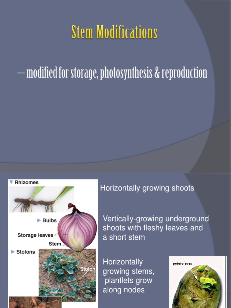 Lecture 2 Stem Modifications | PDF | Bulb | Leaf