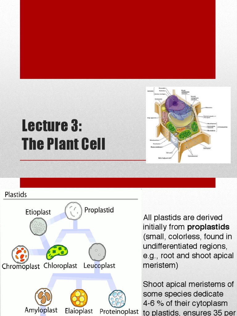 Plant Cell Organelles: Proplastids, Plastids, Vacuoles, and Their ...