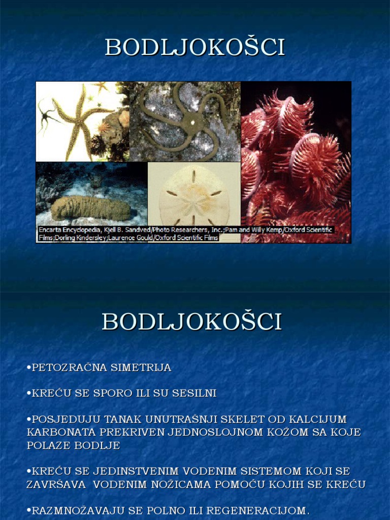 Bodljokošci | PDF