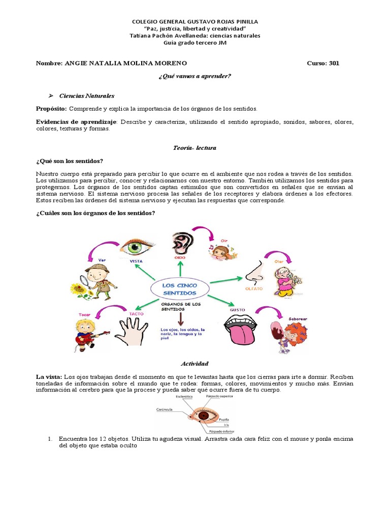 Guía de los 5 sentidos para 3° básico | PDF | Sabor | Percepción visual