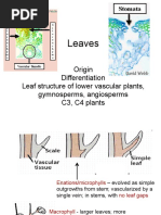 Leaf Cross-Sections and Anatomy | PDF | Leaf | Branches Of Botany