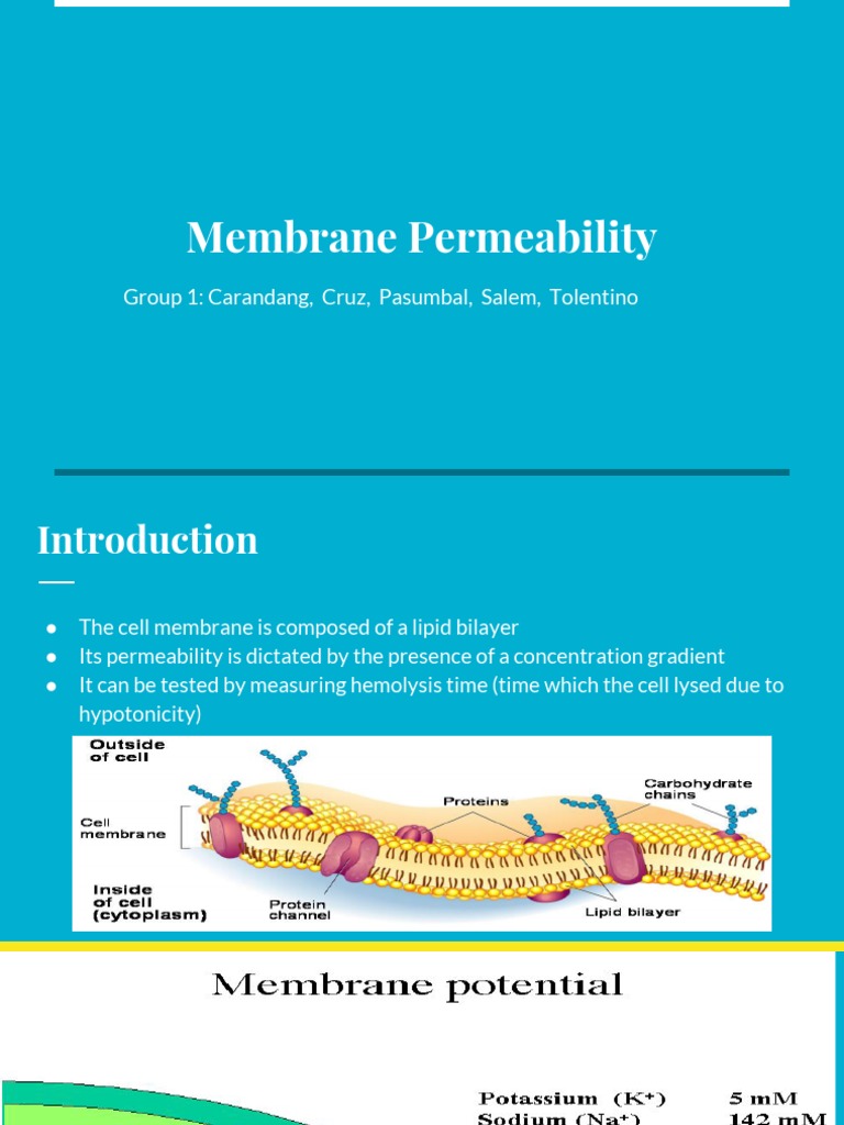 Membrane Permeability: Investigating the Factors that Influence the ...