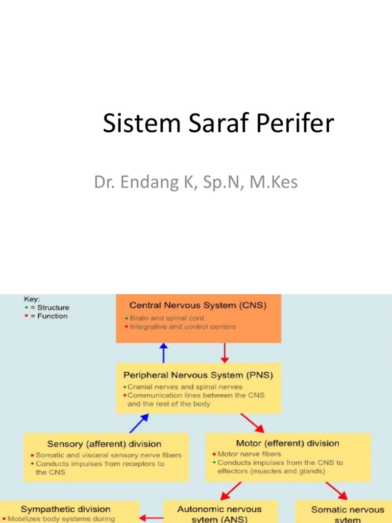 Struktur dan Fungsi Sistem Saraf Perifer | PDF