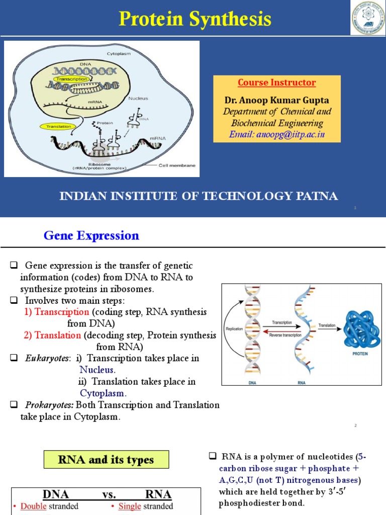 Protein Synthesis: Indian Institute of Technology Patna | PDF ...