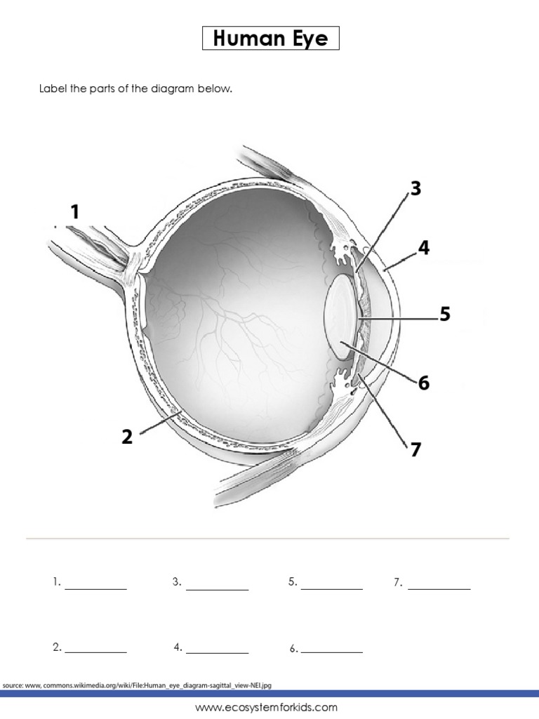 Human Eye Diagram Without Labels
