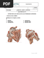 Región Palmar. 2 | PDF | Mano | Anatomía