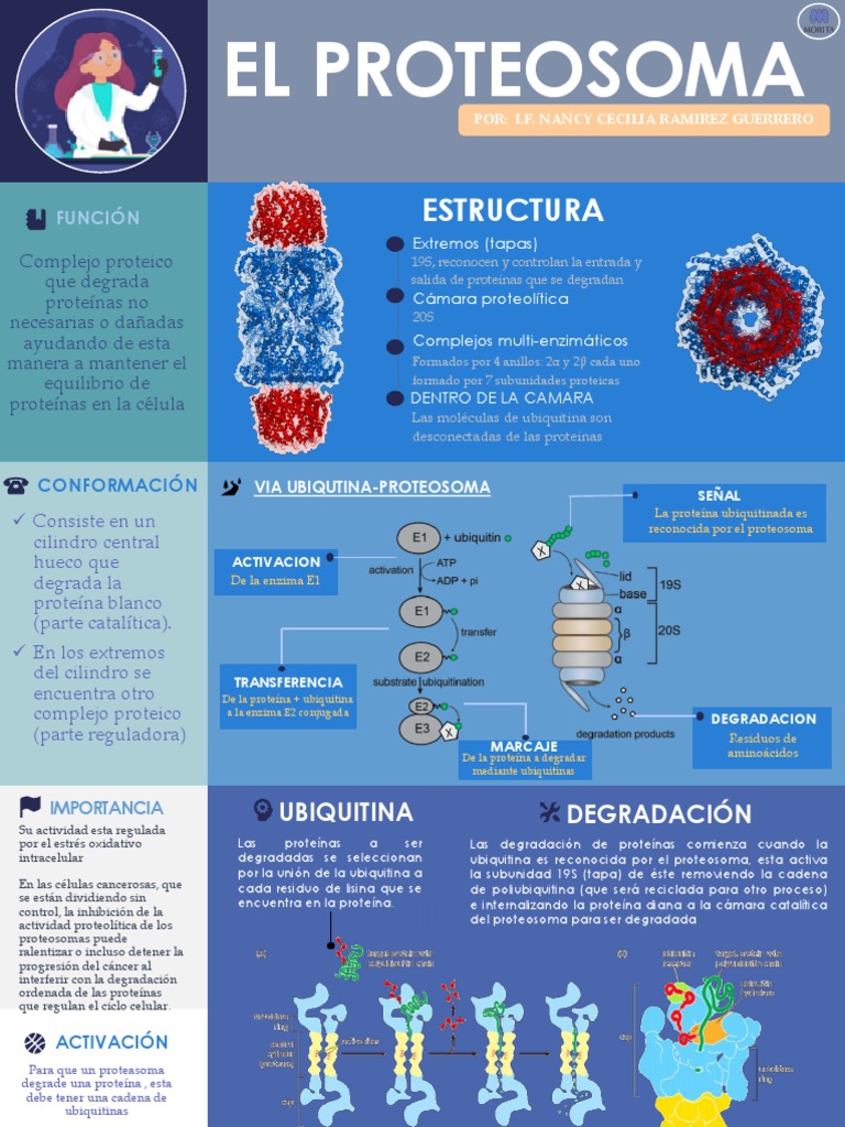 Estructura: Función | Proteasoma | Ubiquitina