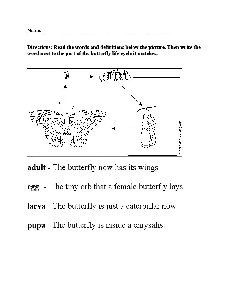 Butterfly Life Cycle Matching Activity | PDF | Science & Mathematics