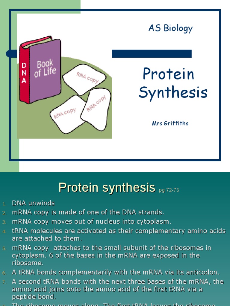 Protein Synthesis | PDF | Translation (Biology) | Messenger Rna