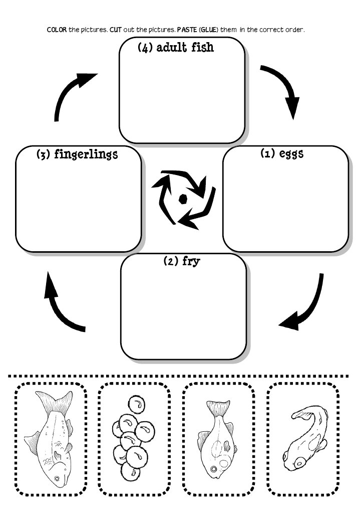 1fish Cycle | PDF