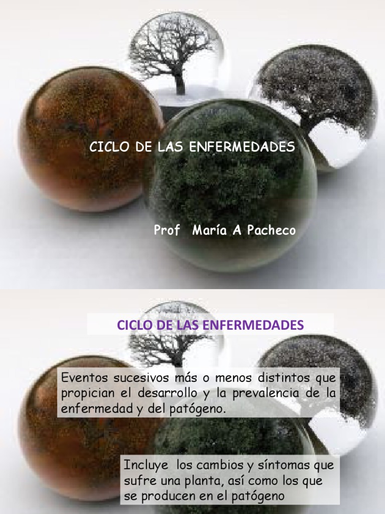 Ciclo de Enfermedades en Plantas | PDF | Infección | Plantas