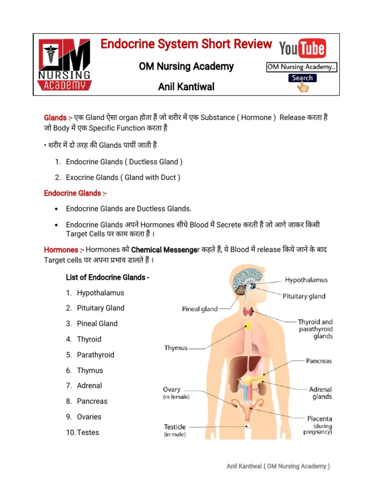 Endocrine System Short Review Original PDF | PDF | Adrenal Gland ...