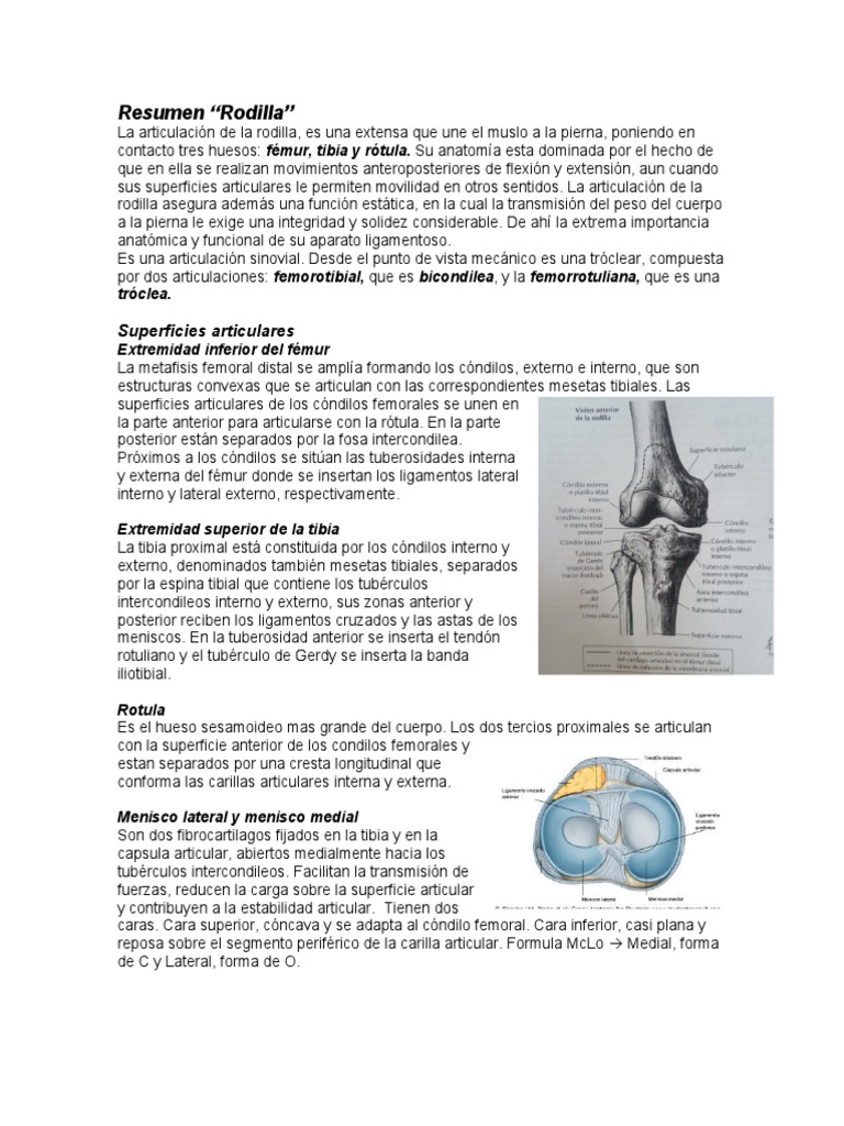 Resumen Rodilla | PDF | Rodilla | Anatomía del miembro inferior