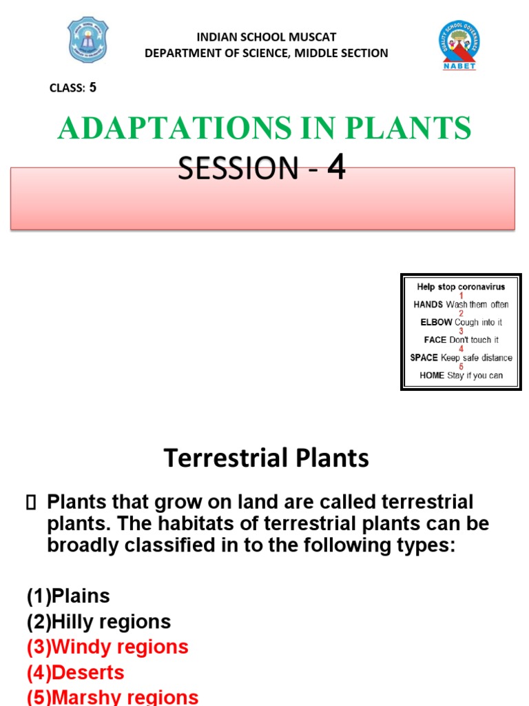 Adaptation in Plants PPT-4 | PDF
