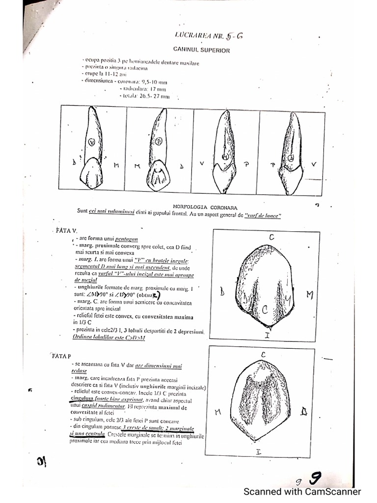 Stagiu 5,6 (Parte Teoretica) Morfologia Dintilor Si Arcadelor Dentare | PDF