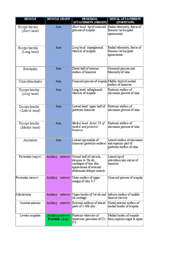 Muscles of The Human Body | PDF | Thumb | Arm