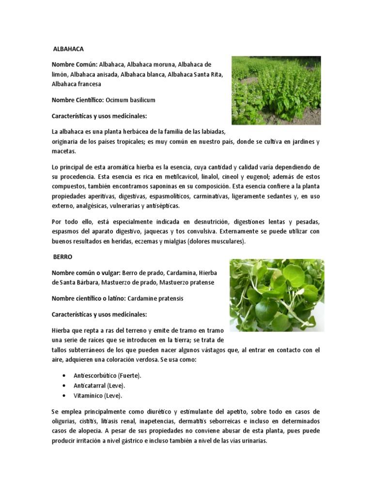 Glosario de Plantas | PDF | Orégano | Albahaca
