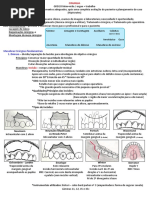 Resumo Técnica Cirúrgica Diérese | PDF | Dente humano