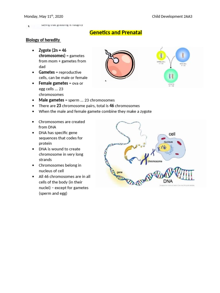 Lecture 3-Genetics and Prenatal | PDF | Twin | Zygosity