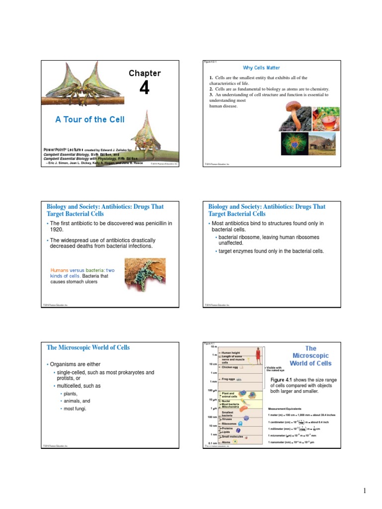 Chapter 4 A Tour of The Cell | PDF | Endoplasmic Reticulum | Cell Nucleus