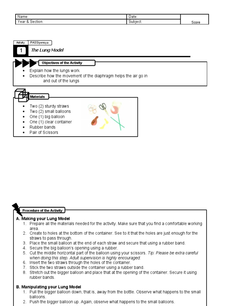 The Lung Model: Name: Date: Year & Section: Subject | PDF | Balloon ...