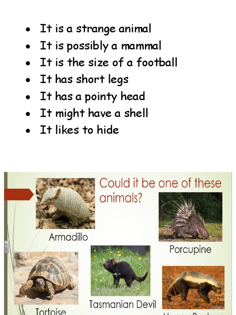 Animal Clues | PDF