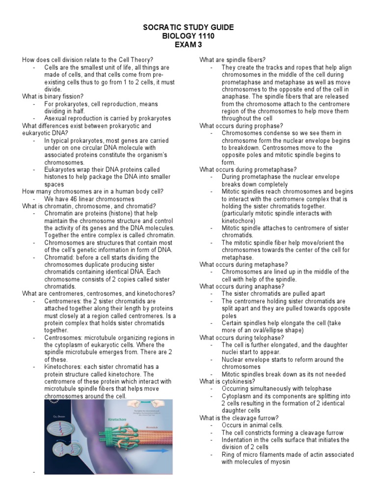 BIOL-1110 - Unit 3 - Study Guide | PDF | Chromosome | Mitosis
