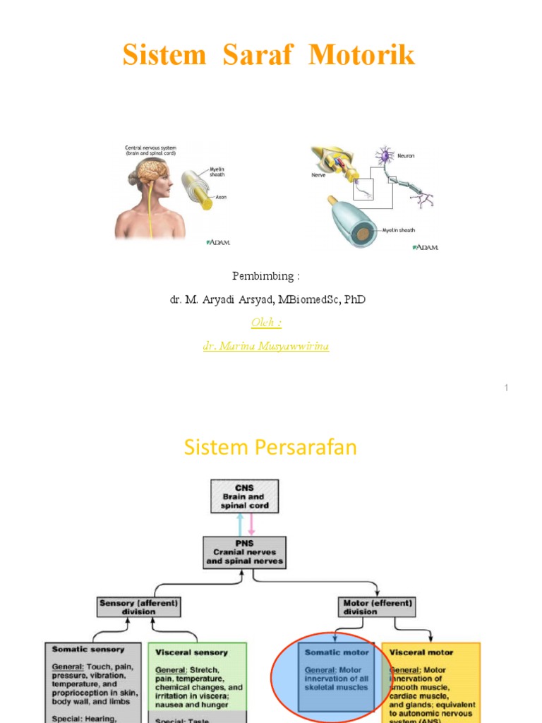 Sistem Saraf Motorik | PDF