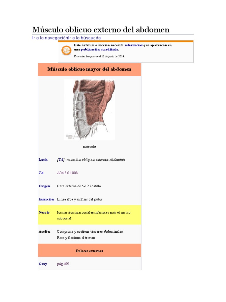 Musculos Intercostais Externos Músculos Superficiales Del Dorso