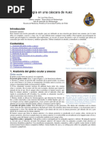 Anatomía y Patología de La Papila Óptica | PDF | Retina | Ojo humano