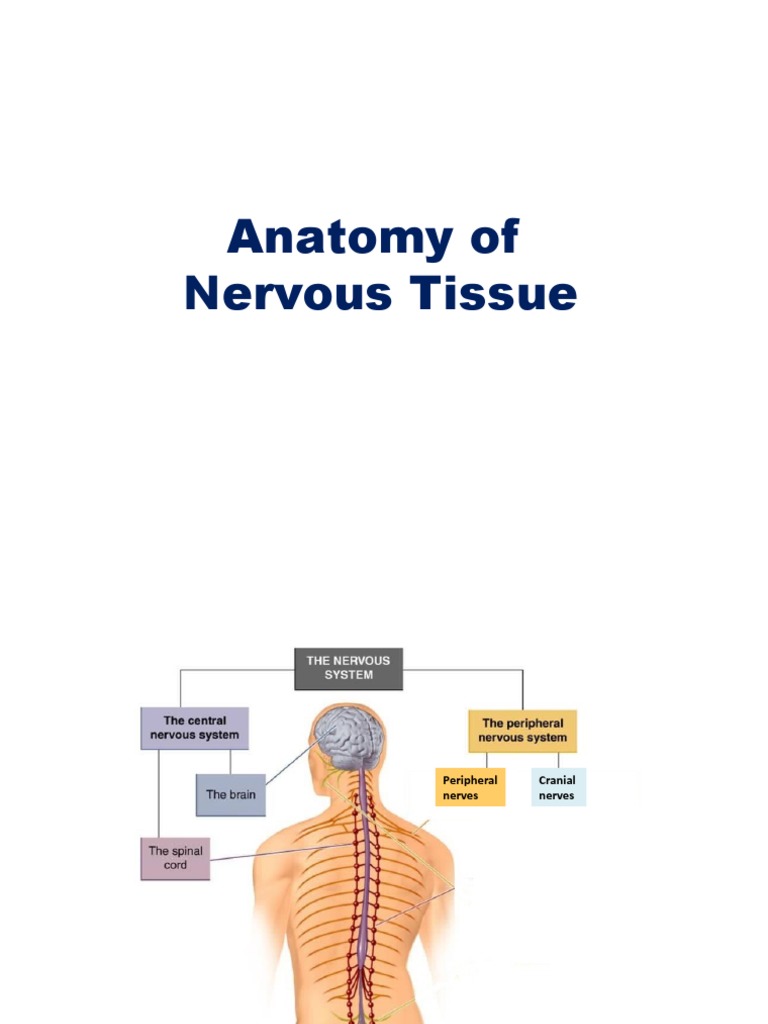 Anatomy of Nervous Tissue | PDF | Neuron | Axon