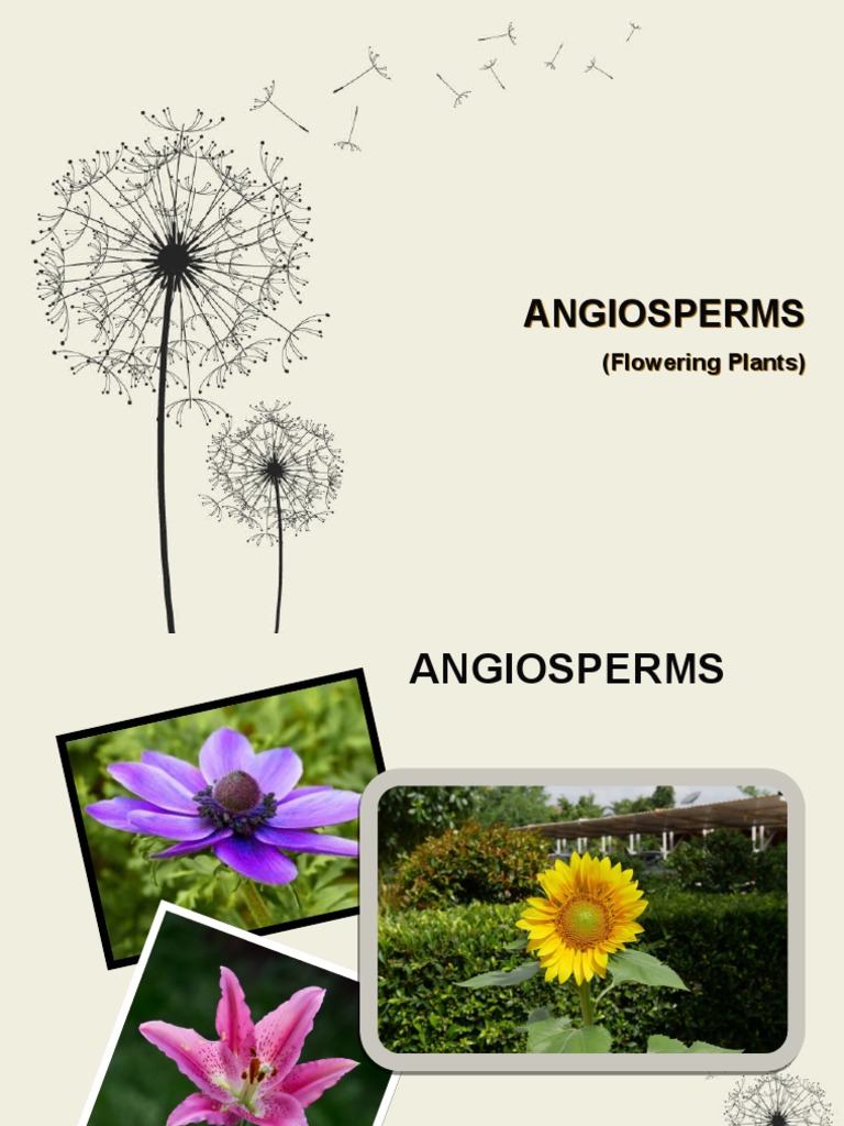 Angiosperms PPT Revised | PDF | Pollination | Flowers