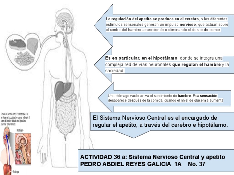 Esquema SNC y Apetito PDF | PDF