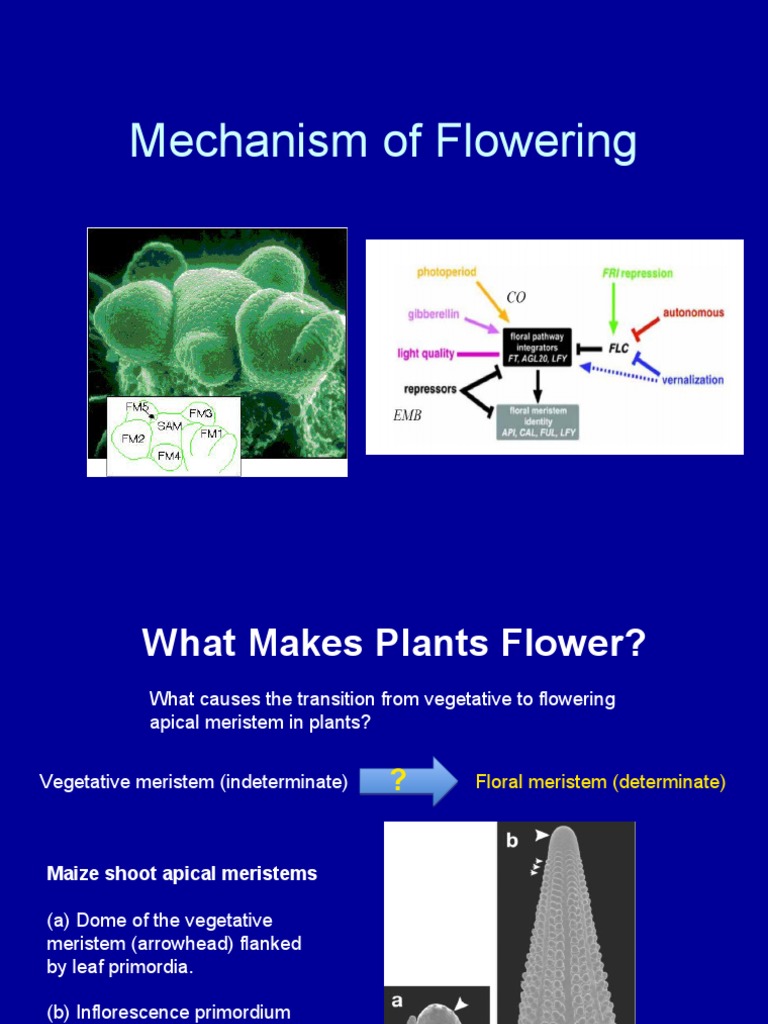 Mechanism of Flowering | PDF | Flowers | Plants
