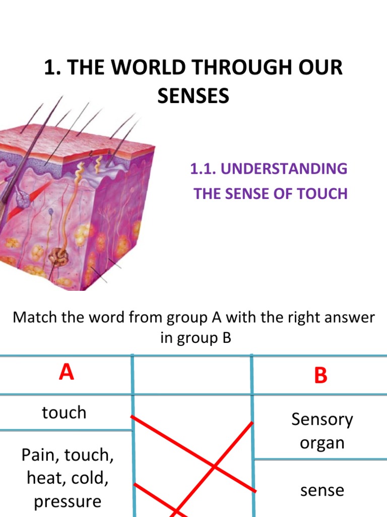 Touch and Skin Sensitivity Guide | PDF | Senses | Skin