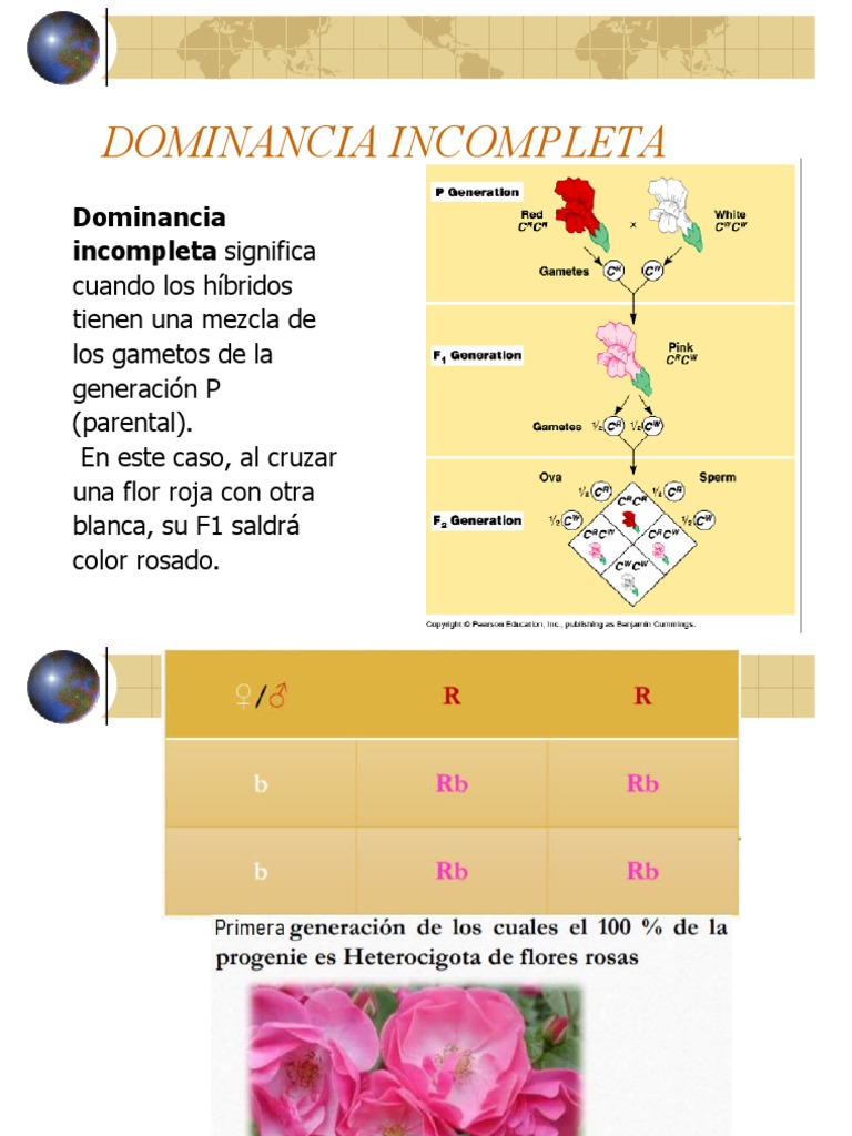 Dominancia Intermedia y Codominancia | PDF | Tipo de sangre ...