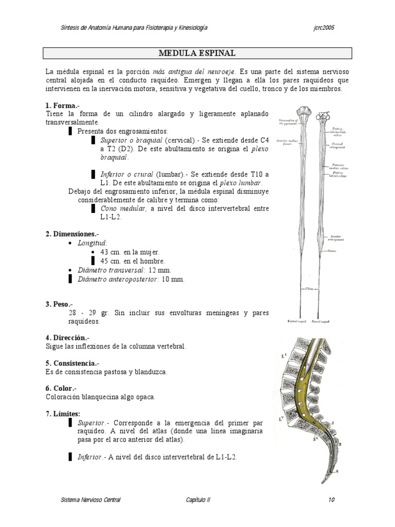 Medula Espinal | PDF | Materia gris | Médula espinal