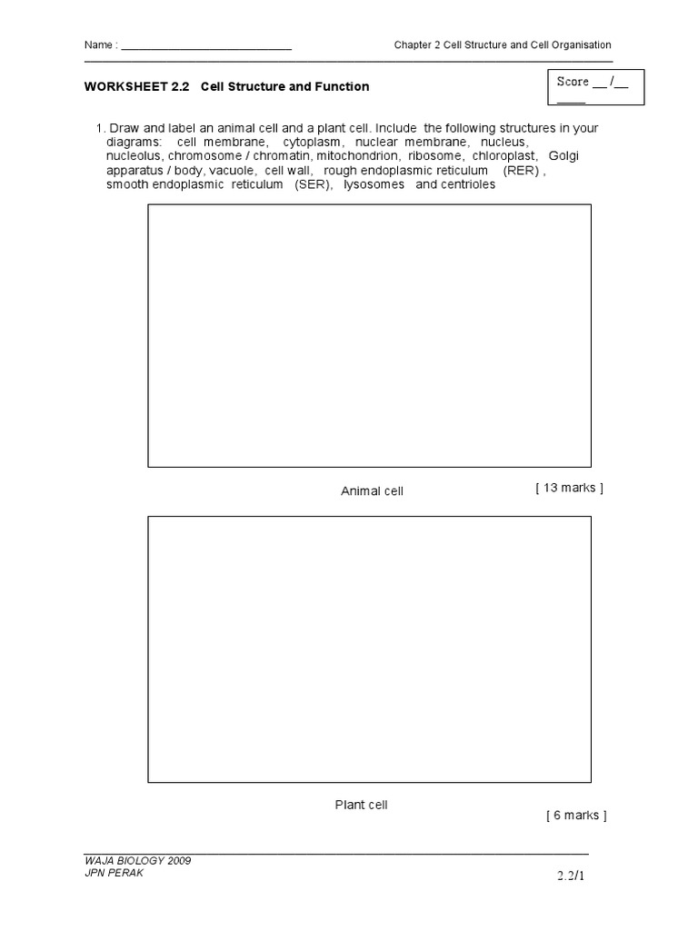 Cell Structure and Function Worksheet | PDF | Cell (Biology ...