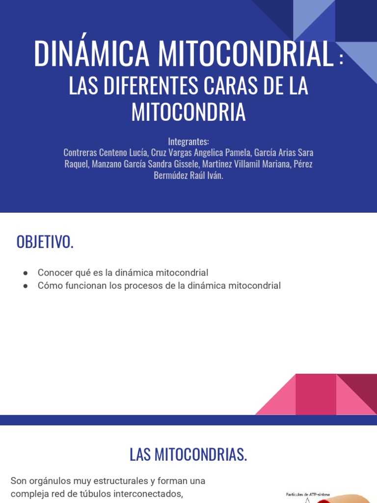 Dinámica Mitocondrial y Su Función | PDF | Mitocondria | Biología Celular)