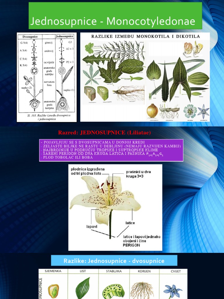 Jednosupnice - Monocotyledonae | PDF