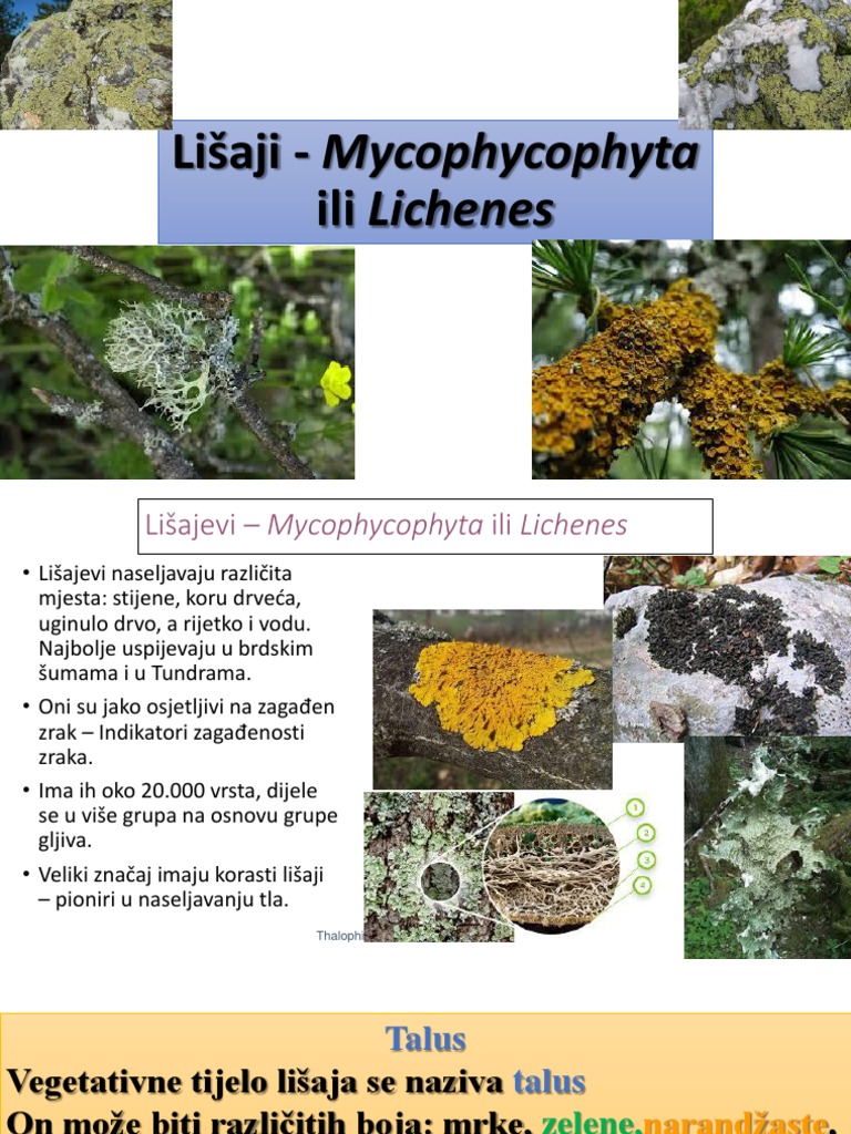 Lišaji - Mycophycophyta Ili Lichenes | PDF