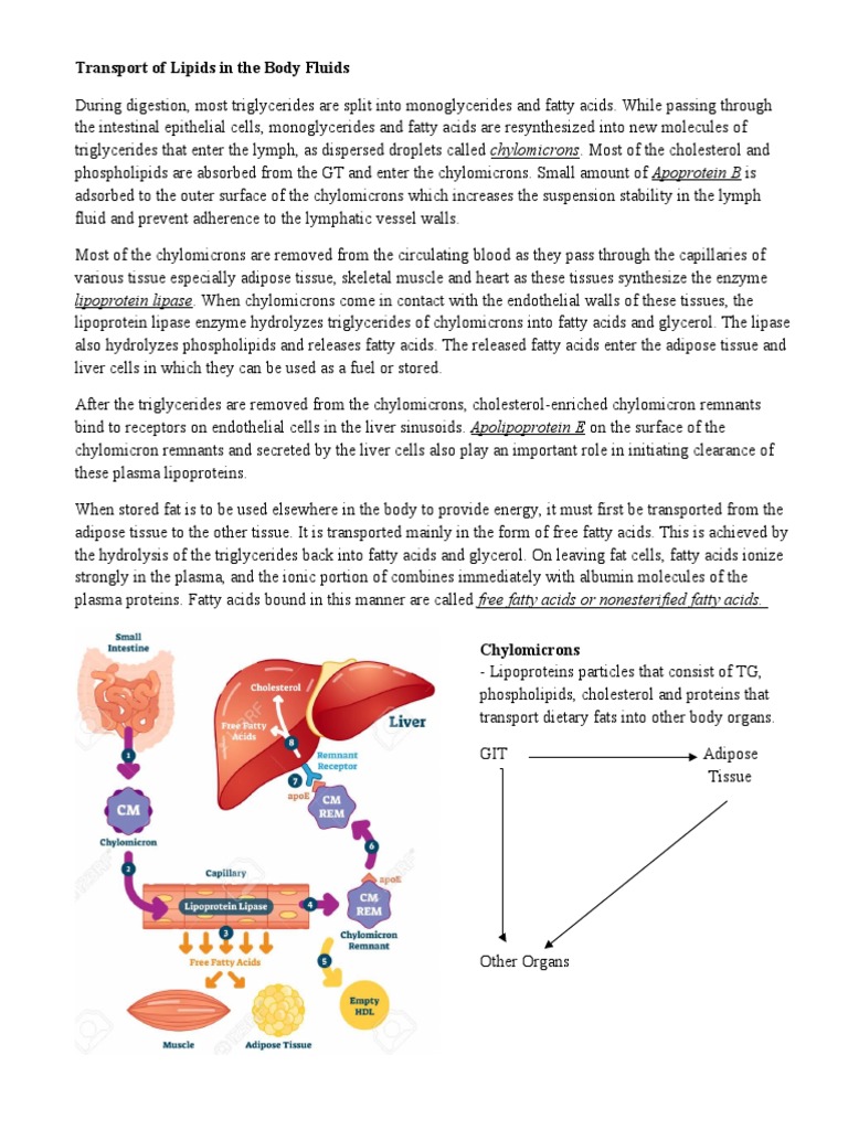Lipid Transport Mechanisms in the Body | PDF | Lipoprotein | Triglyceride