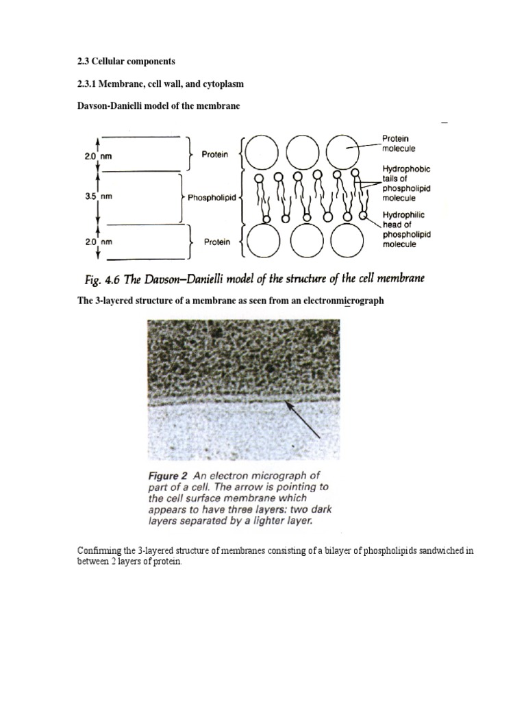 2.3 Cellular Components 2.3.1 Membrane, Cell Wall, and Cytoplasm Davson ...