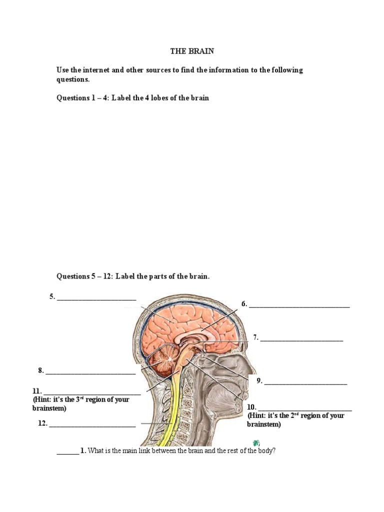 Brain Structure and Function Worksheet | PDF | Cerebrum | Brainstem