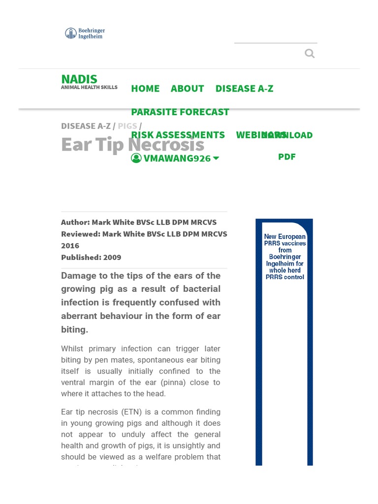Ear Tip Necrosis | PDF | Infection | Health Sciences