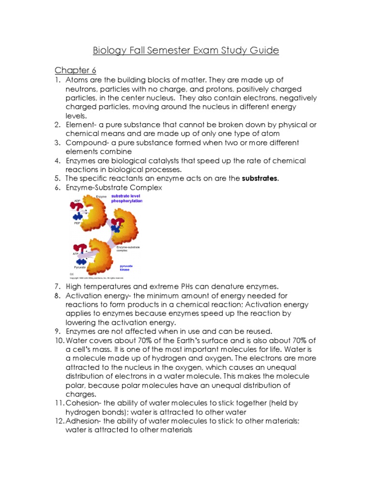 Biology Fall Semester Exam Study Guide | PDF | Cell (Biology) | Cell ...